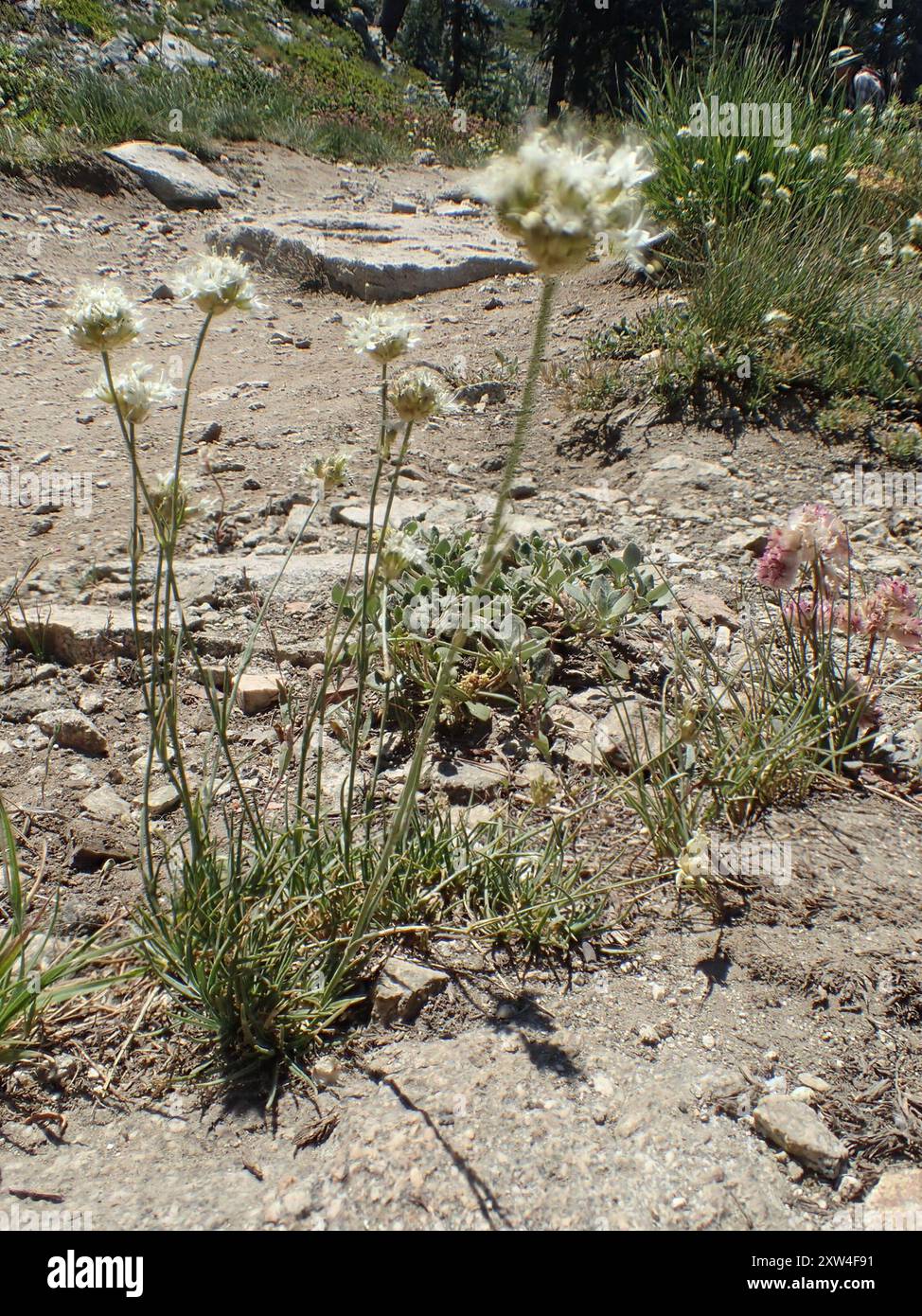 ballhead sandwort (Eremogone congesta) Plantae Stock Photo - Alamy