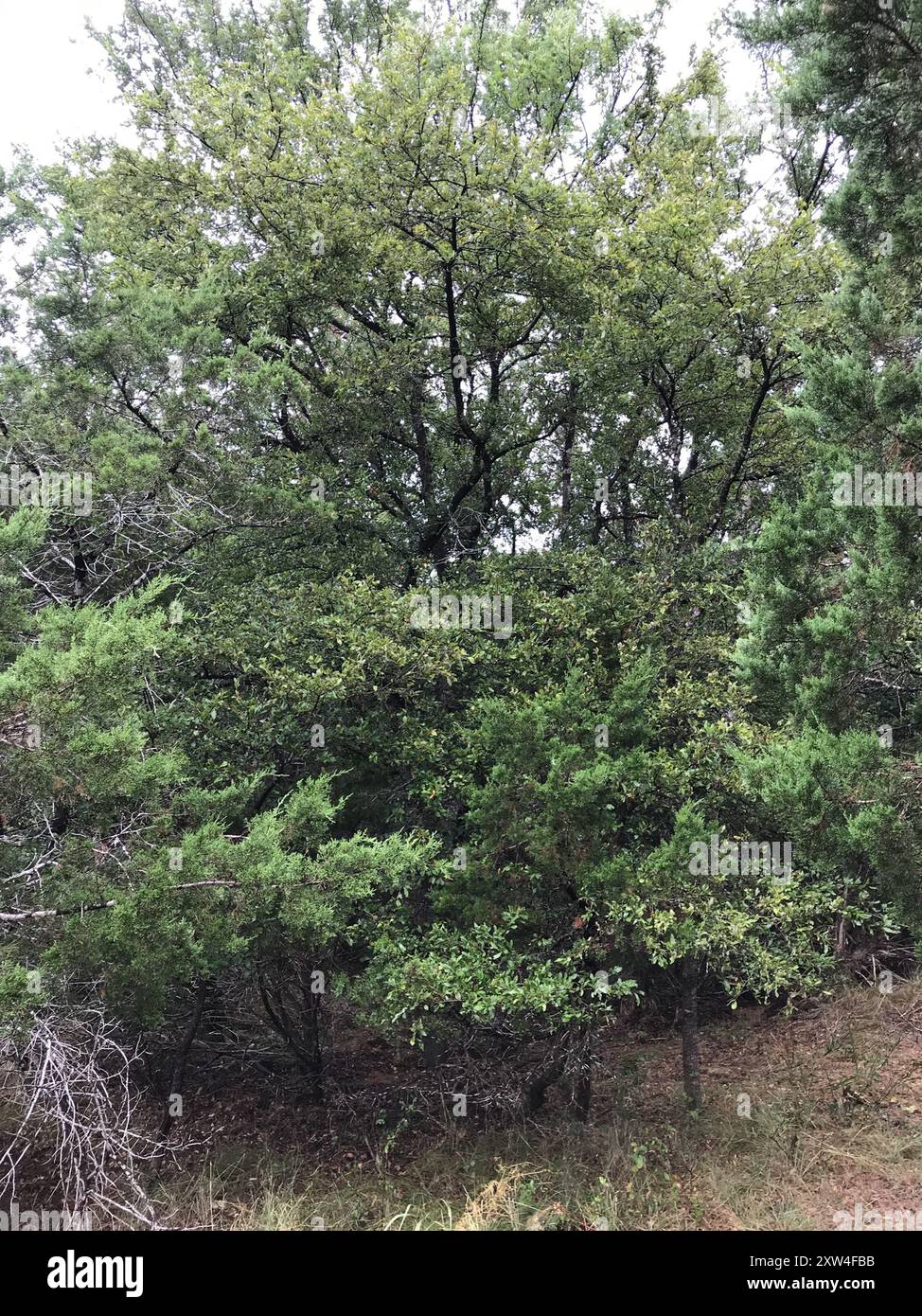 Gum bumelia (Sideroxylon lanuginosum) Plantae Stock Photo - Alamy