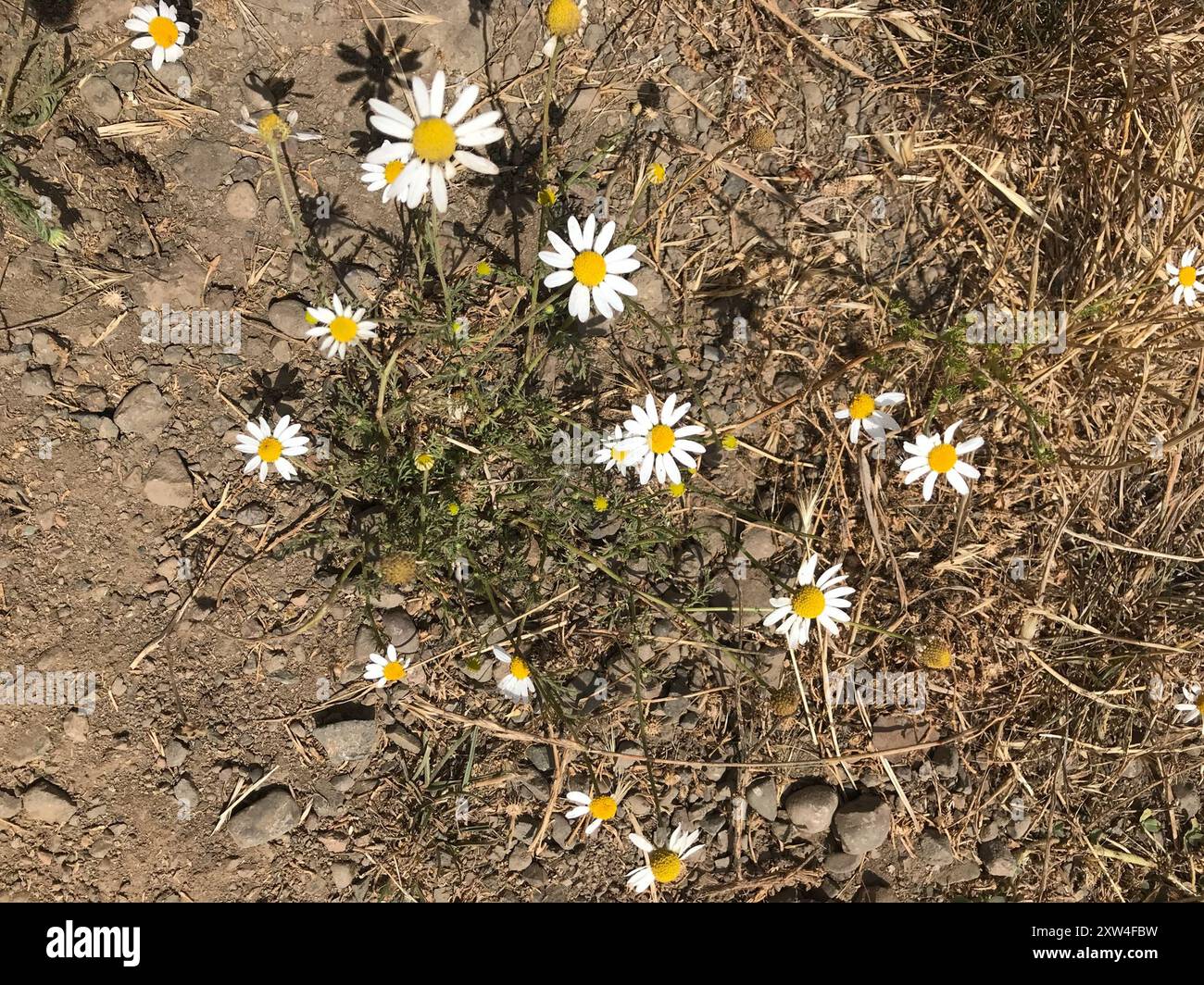 Stinking chamomile (Anthemis cotula) Plantae Stock Photo - Alamy