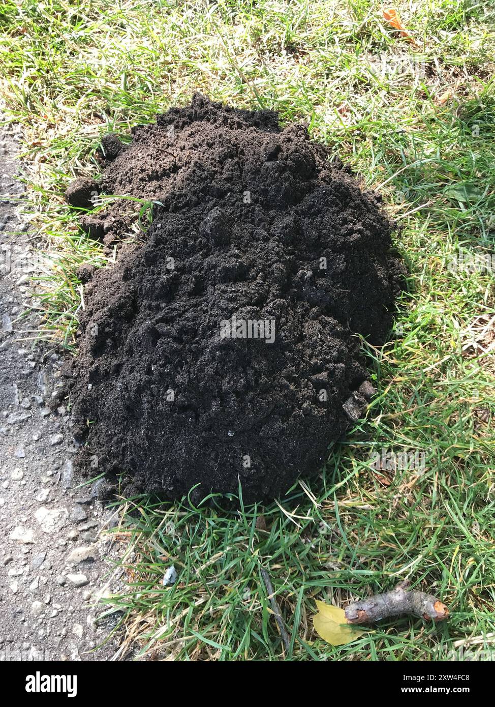 Moles and Desmans (Talpidae) Mammalia Stock Photo - Alamy