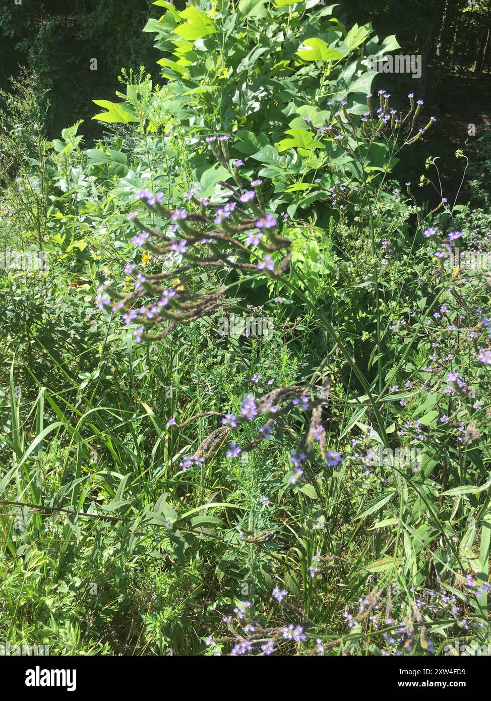 Brazilian Vervain (Verbena brasiliensis) Plantae Stock Photo - Alamy