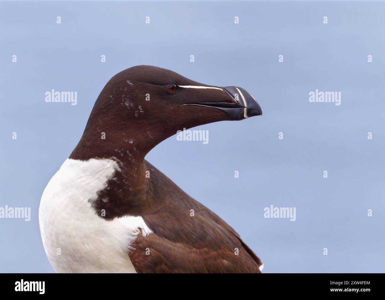 Clean backdrop with razorbills hi-res stock photography and images - Alamy