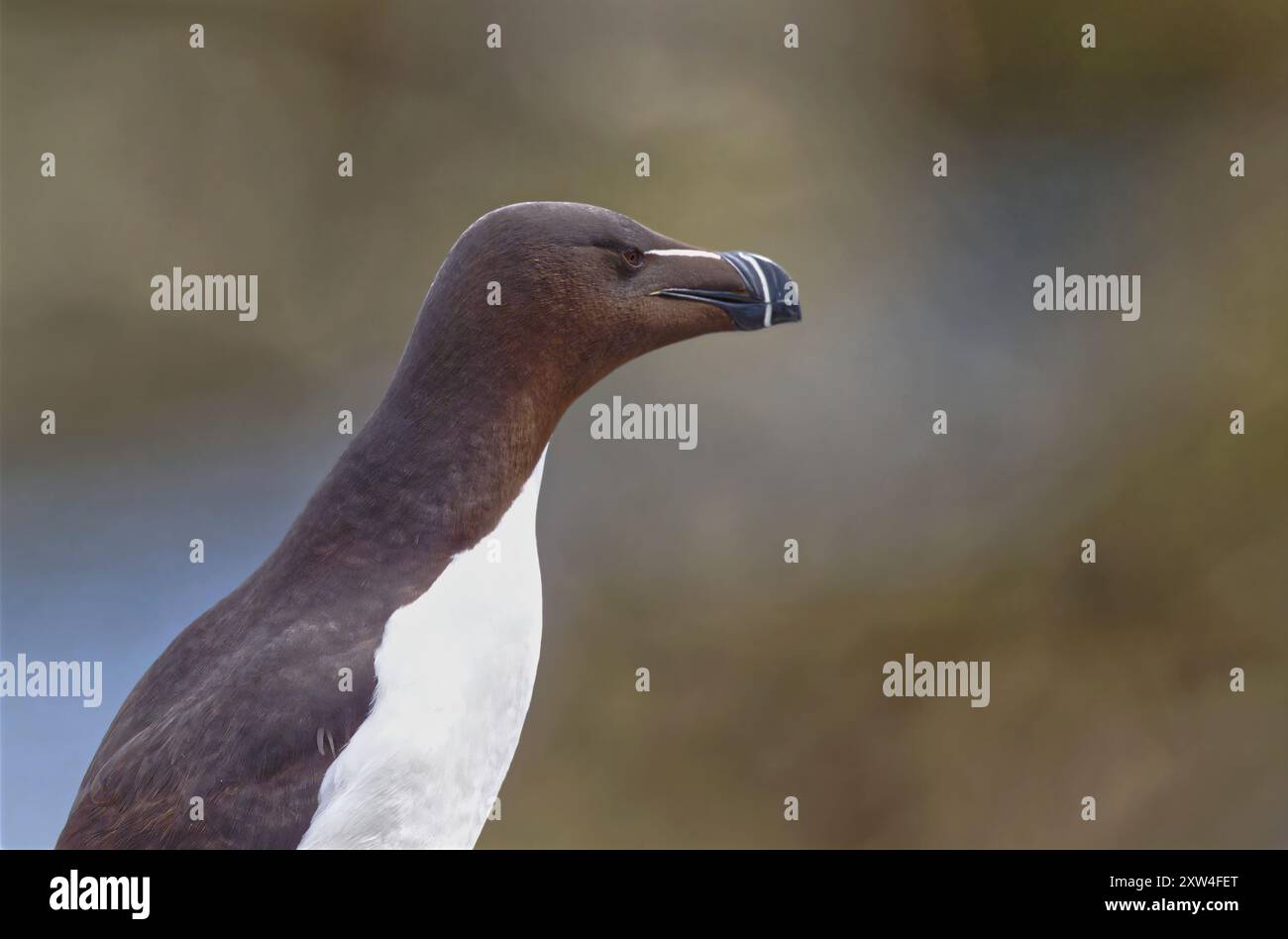 Side pov portrait of razorbill hi-res stock photography and images - Alamy