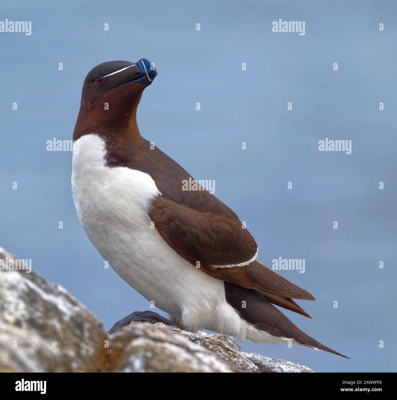 Clean backdrop with razorbills hi-res stock photography and images - Alamy