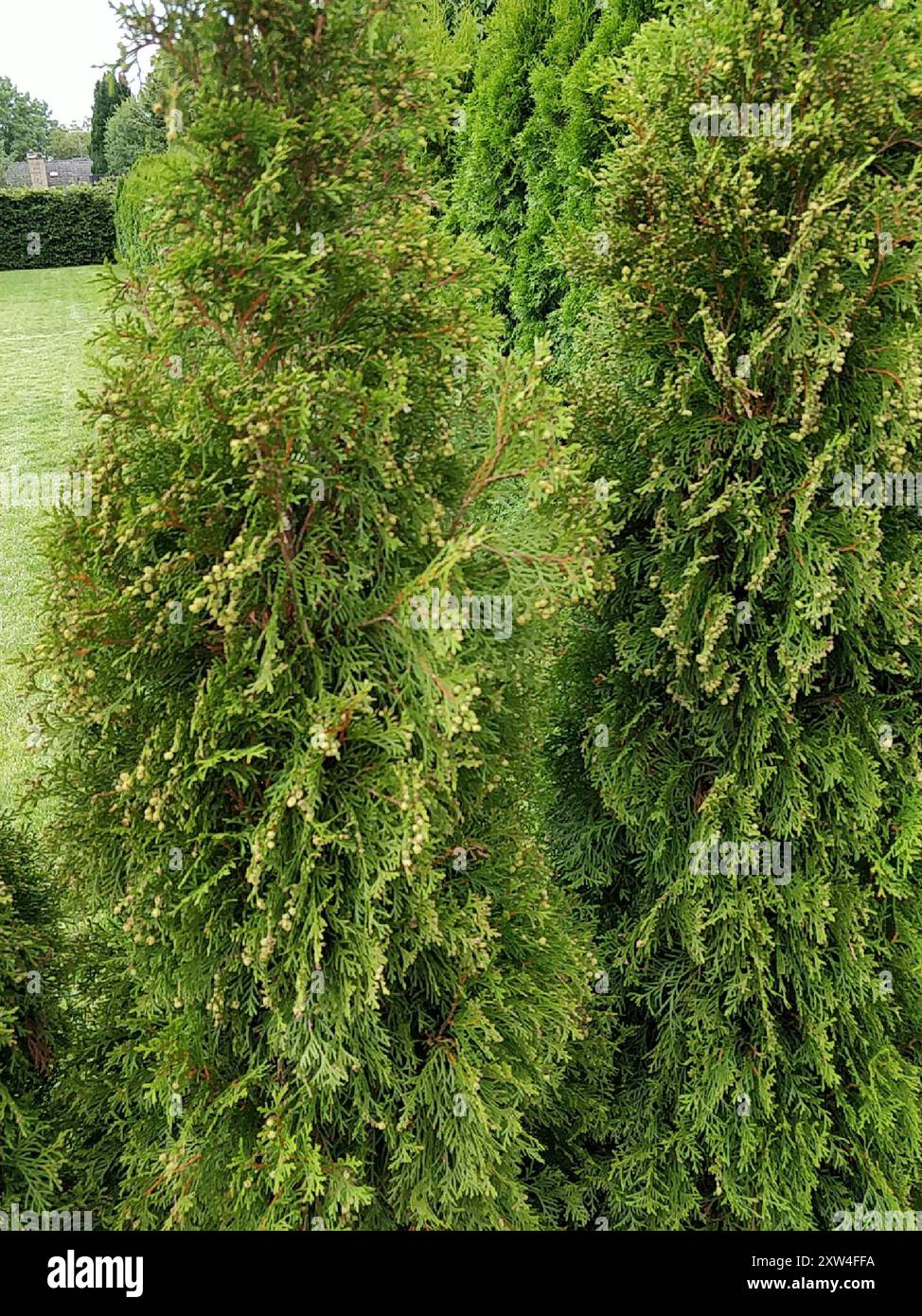 Chinese arborvitae (Platycladus orientalis) Plantae Stock Photo - Alamy