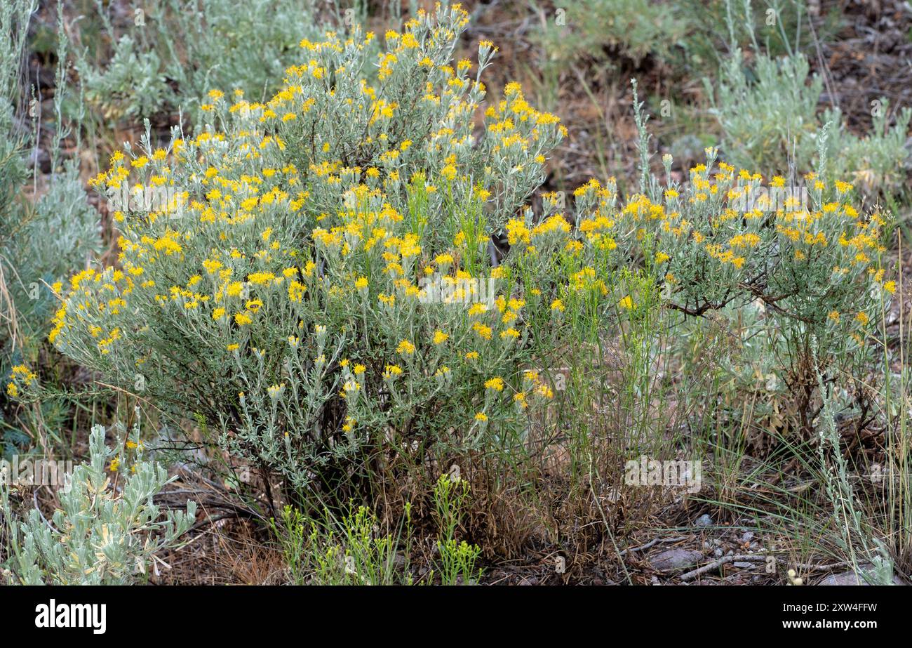 Spineless Horsebrush (Tetradymia canescens) Plantae Stock Photo - Alamy