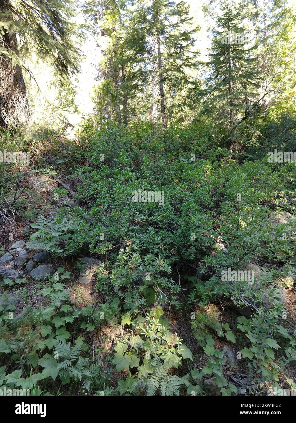 western azalea (Rhododendron occidentale) Plantae Stock Photo - Alamy