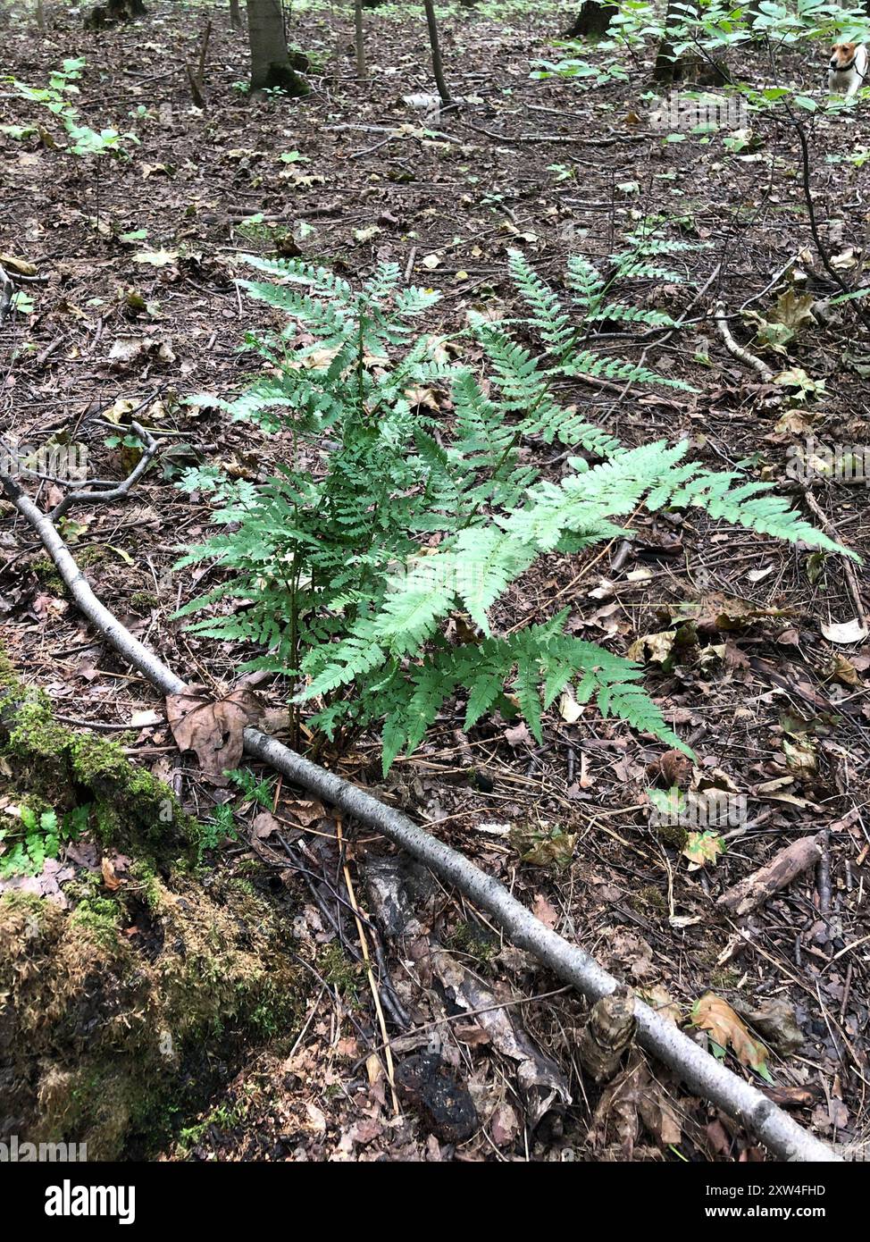 spinulose wood fern (Dryopteris carthusiana) Plantae Stock Photo - Alamy