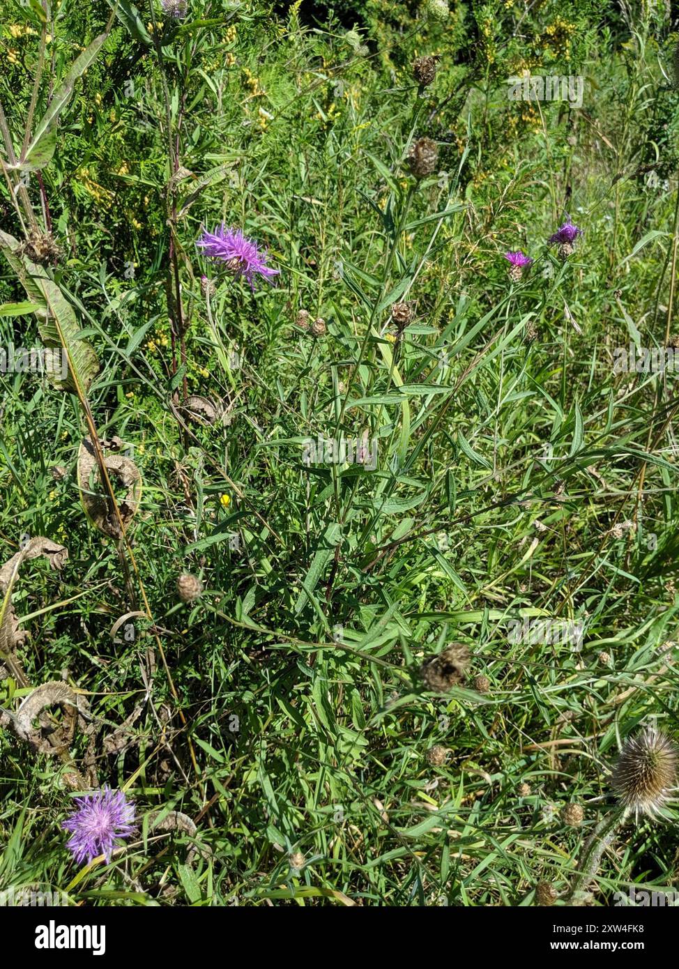 Common Knapweed Complex (Phrygia) Plantae Stock Photo - Alamy
