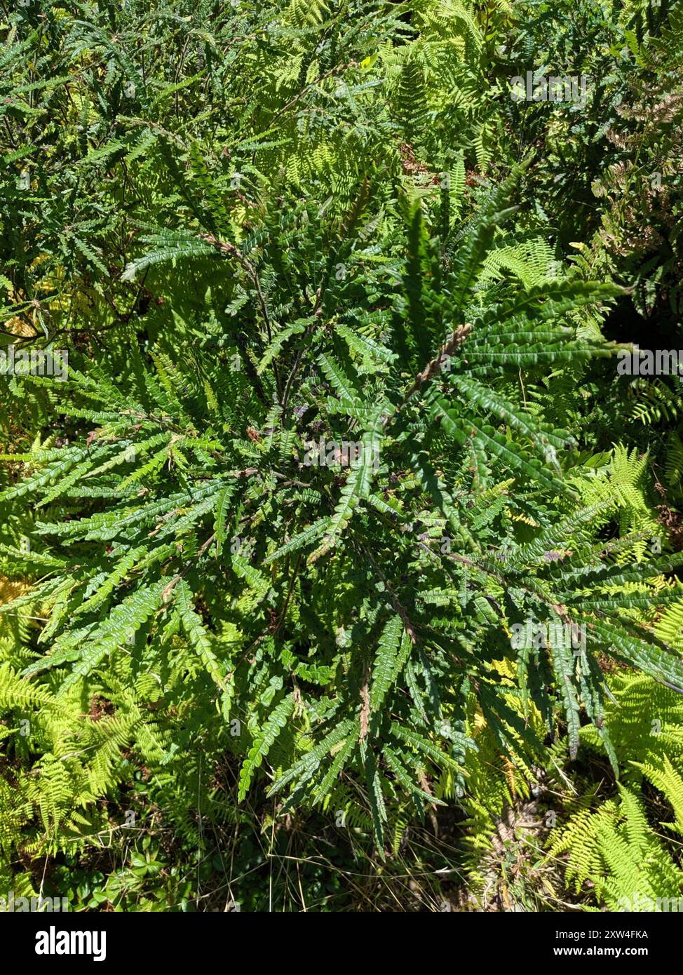 sweetfern (Comptonia peregrina) Plantae Stock Photo - Alamy