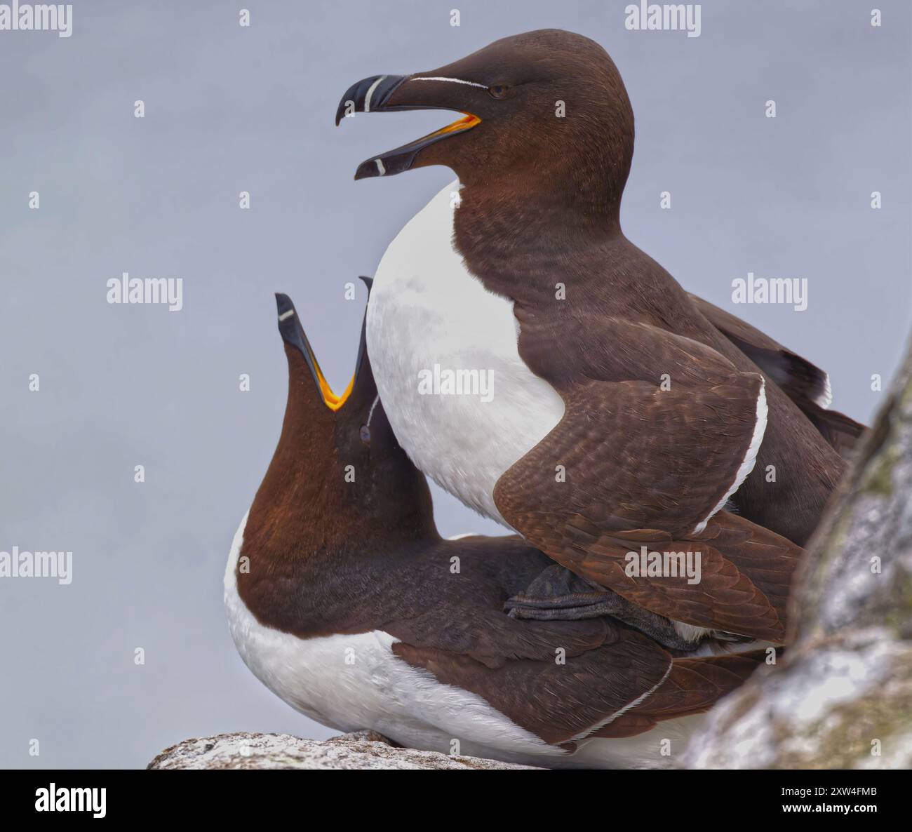 Clean backdrop with razorbills hi-res stock photography and images - Alamy