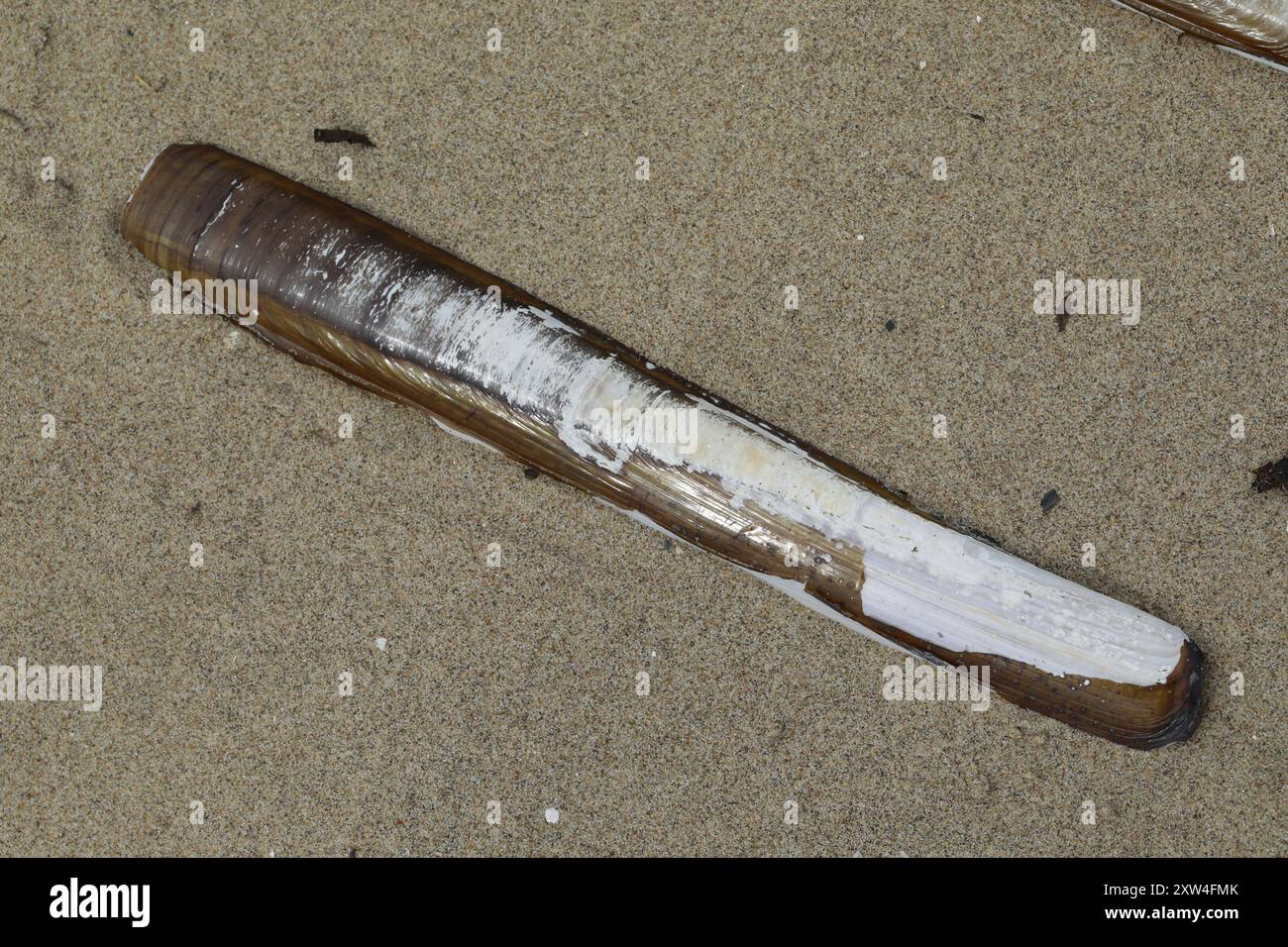 Pod Razor (Ensis siliqua) Mollusca Stock Photo - Alamy