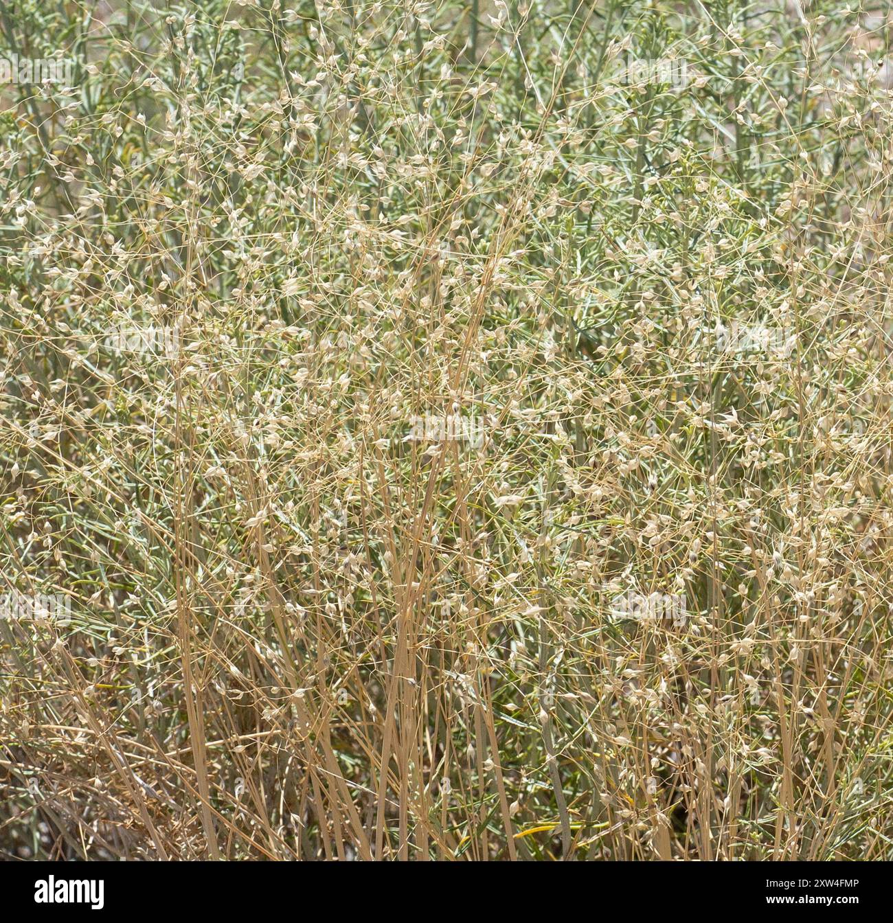 Sand Ricegrass (Eriocoma hymenoides) Plantae Stock Photo - Alamy