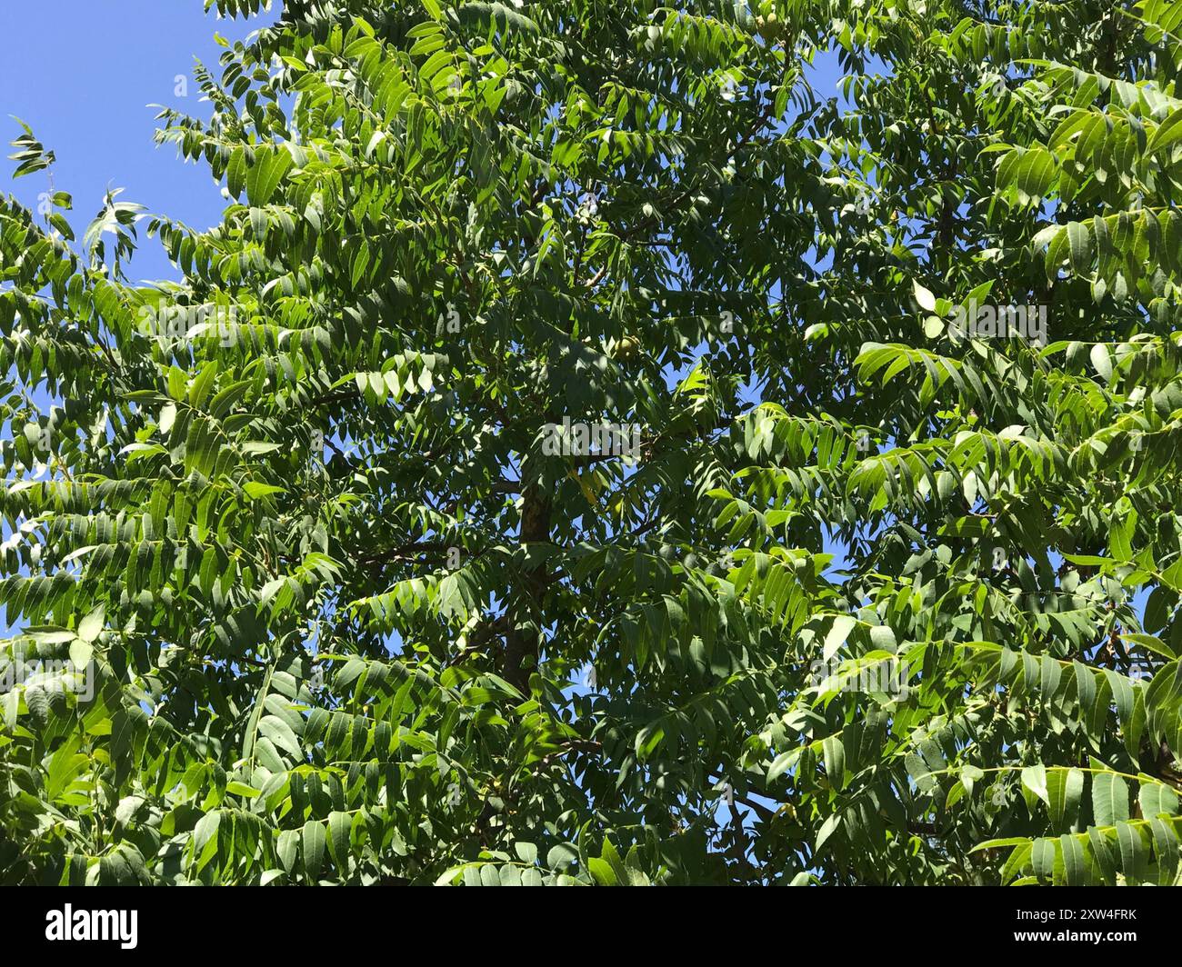 northern California black walnut (Juglans hindsii) Plantae Stock Photo ...