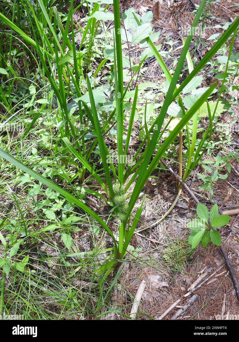 big bur-reed (Sparganium eurycarpum) Plantae Stock Photo - Alamy