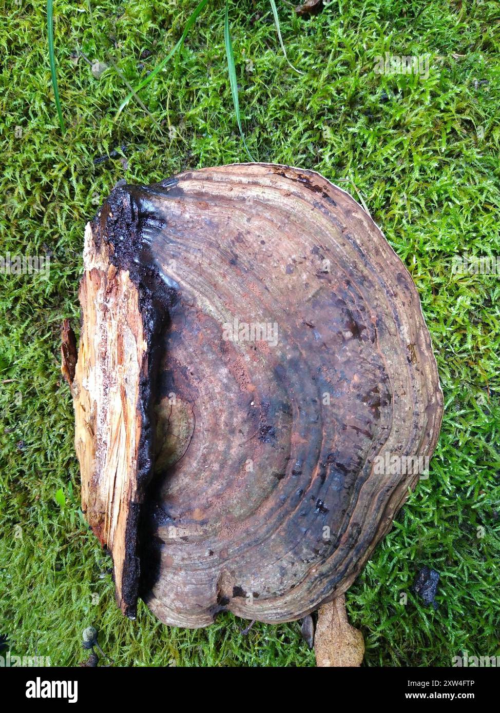 artist's bracket (Ganoderma applanatum) Fungi Stock Photo - Alamy