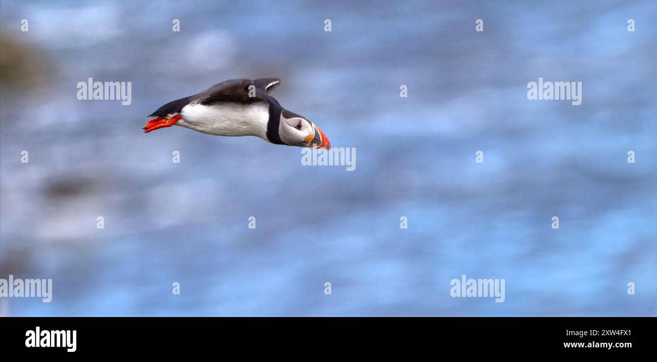 Square format of group of puffins hi-res stock photography and images ...