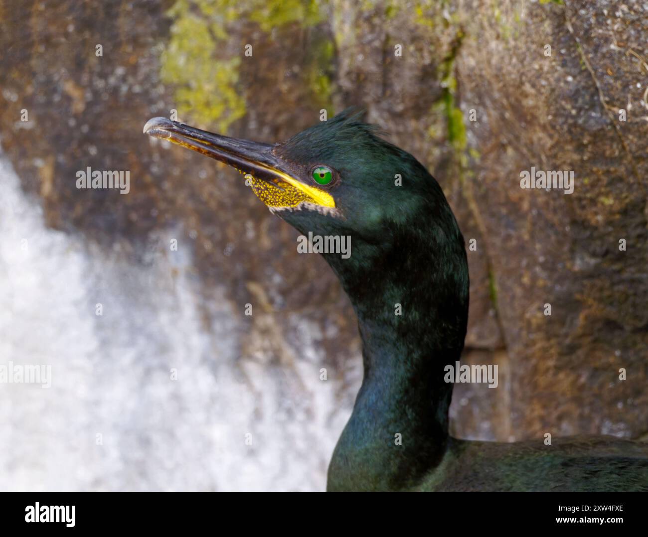 Side posing shag with wings out hi-res stock photography and images - Alamy