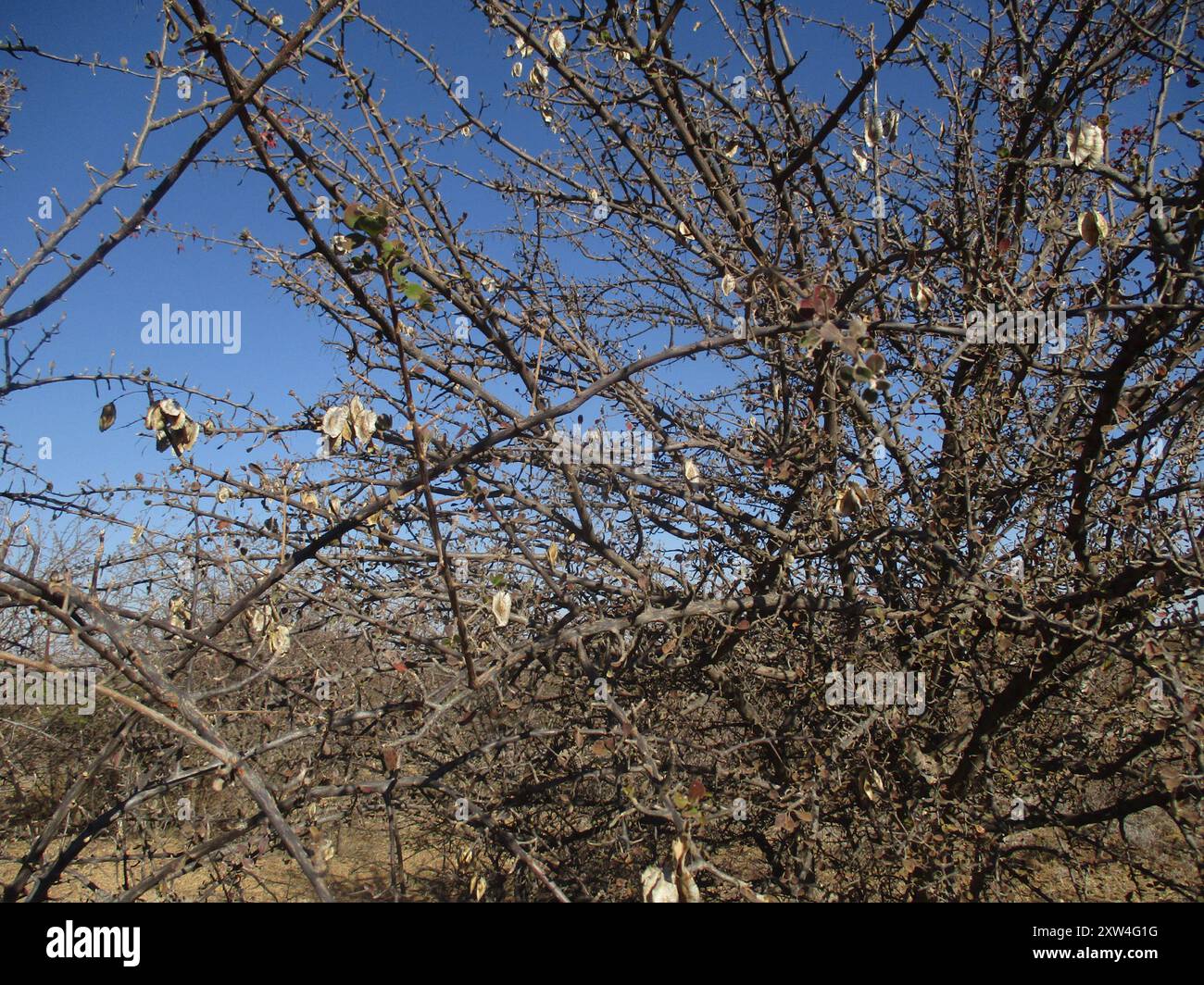 Purplepod clusterleaf (Terminalia prunioides) Plantae Stock Photo - Alamy