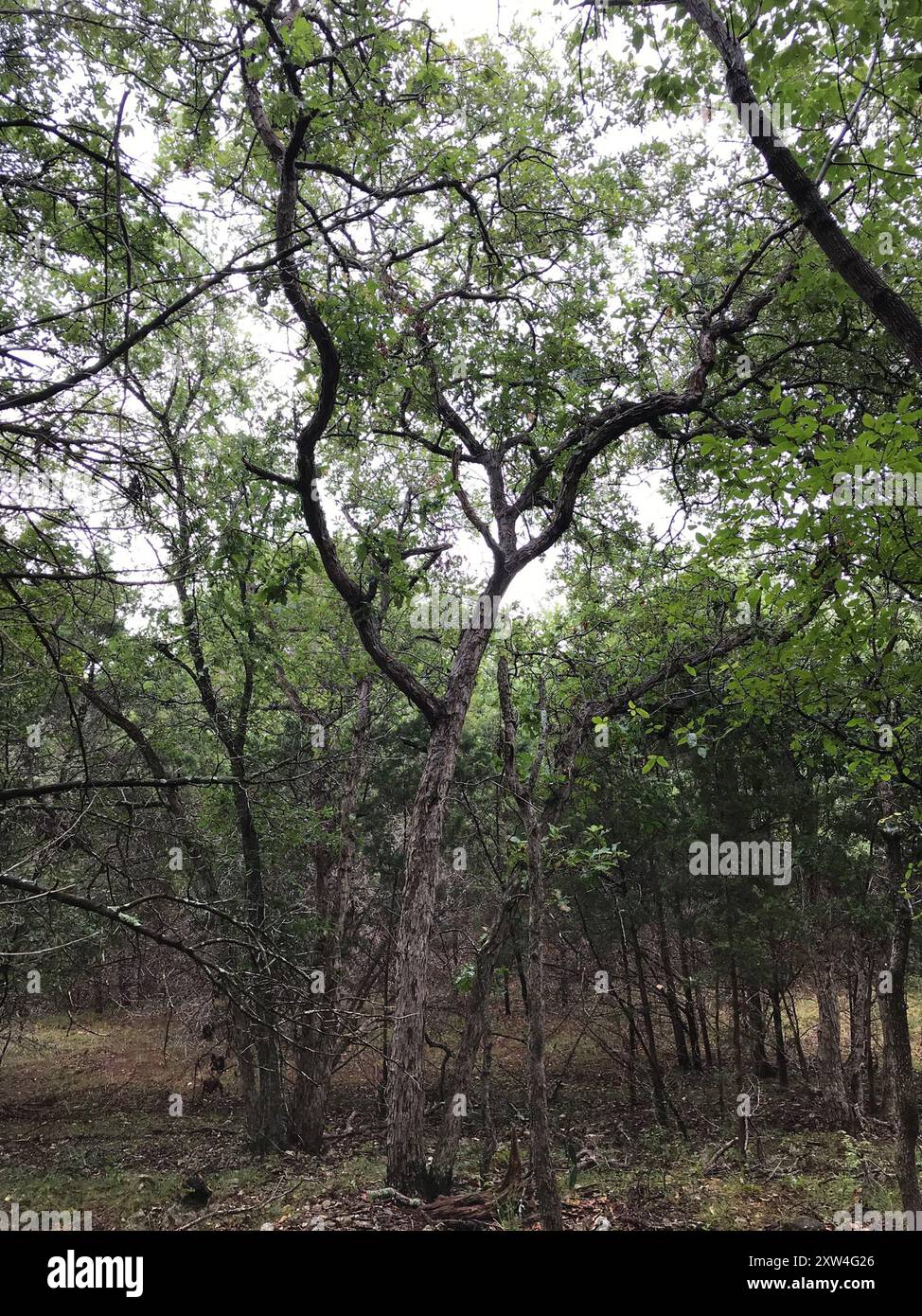 White Shin Oak (Quercus sinuata breviloba) Plantae Stock Photo - Alamy