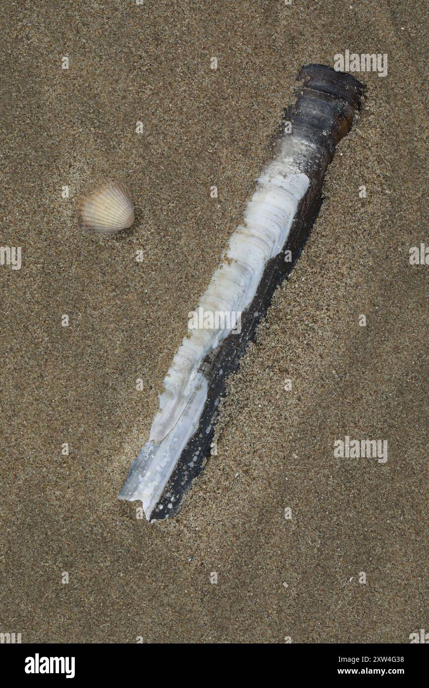 Pod Razor (Ensis siliqua) Mollusca Stock Photo - Alamy