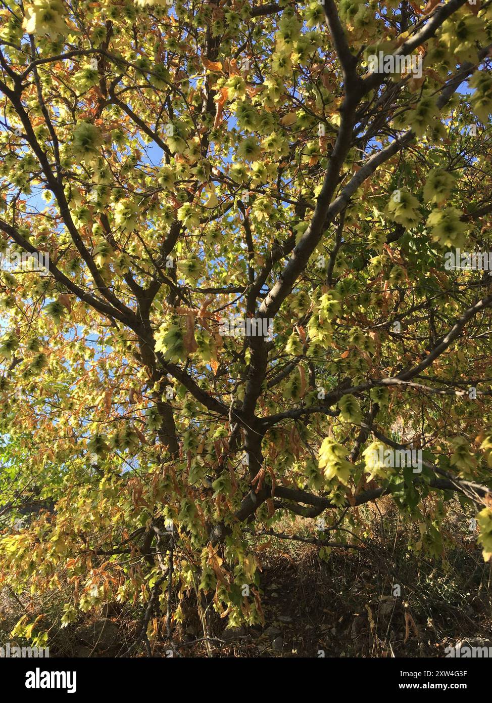 Eastern Hornbeam (Carpinus orientalis) Plantae Stock Photo - Alamy