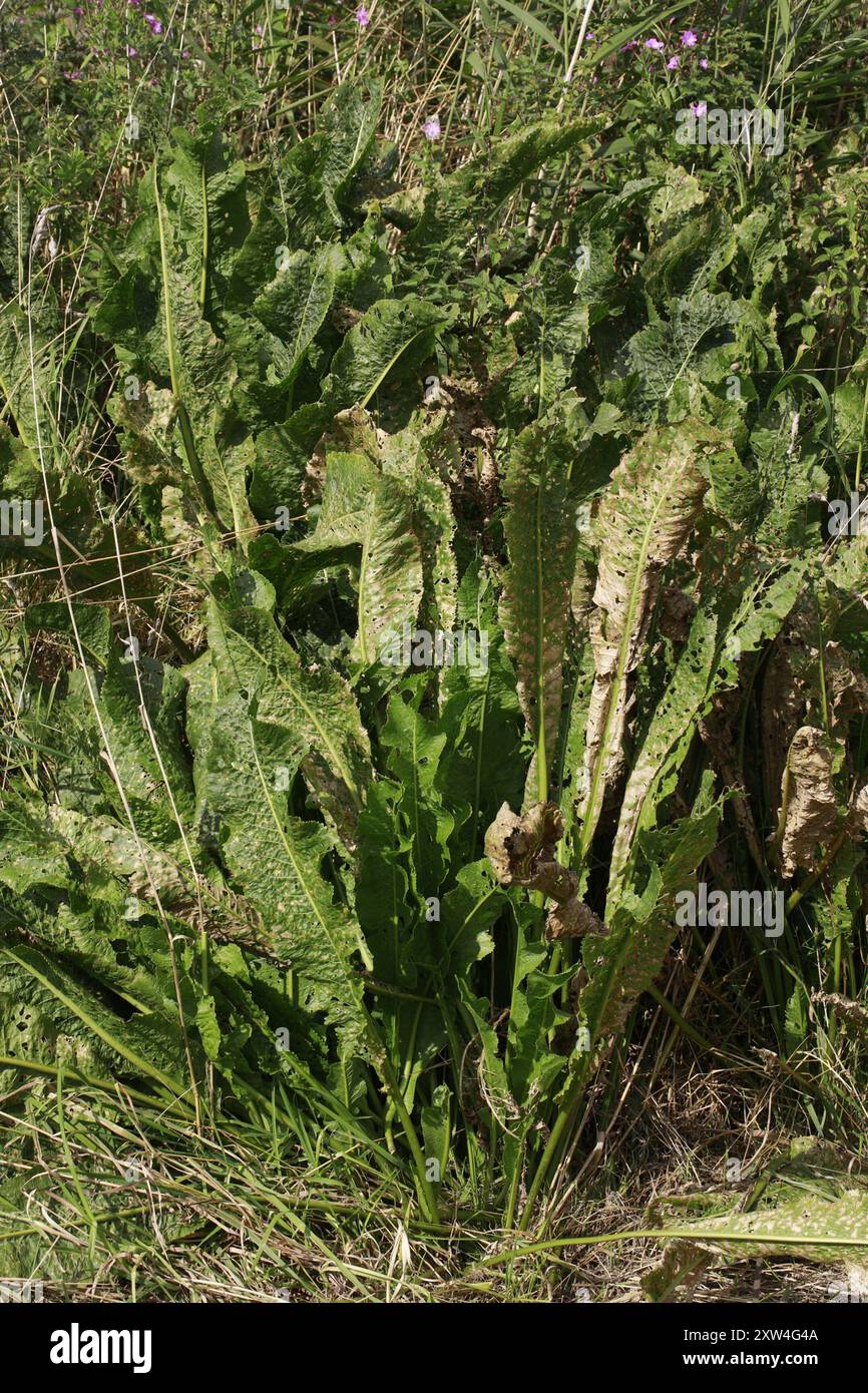 Horseradish (Armoracia rusticana) Plantae Stock Photo - Alamy