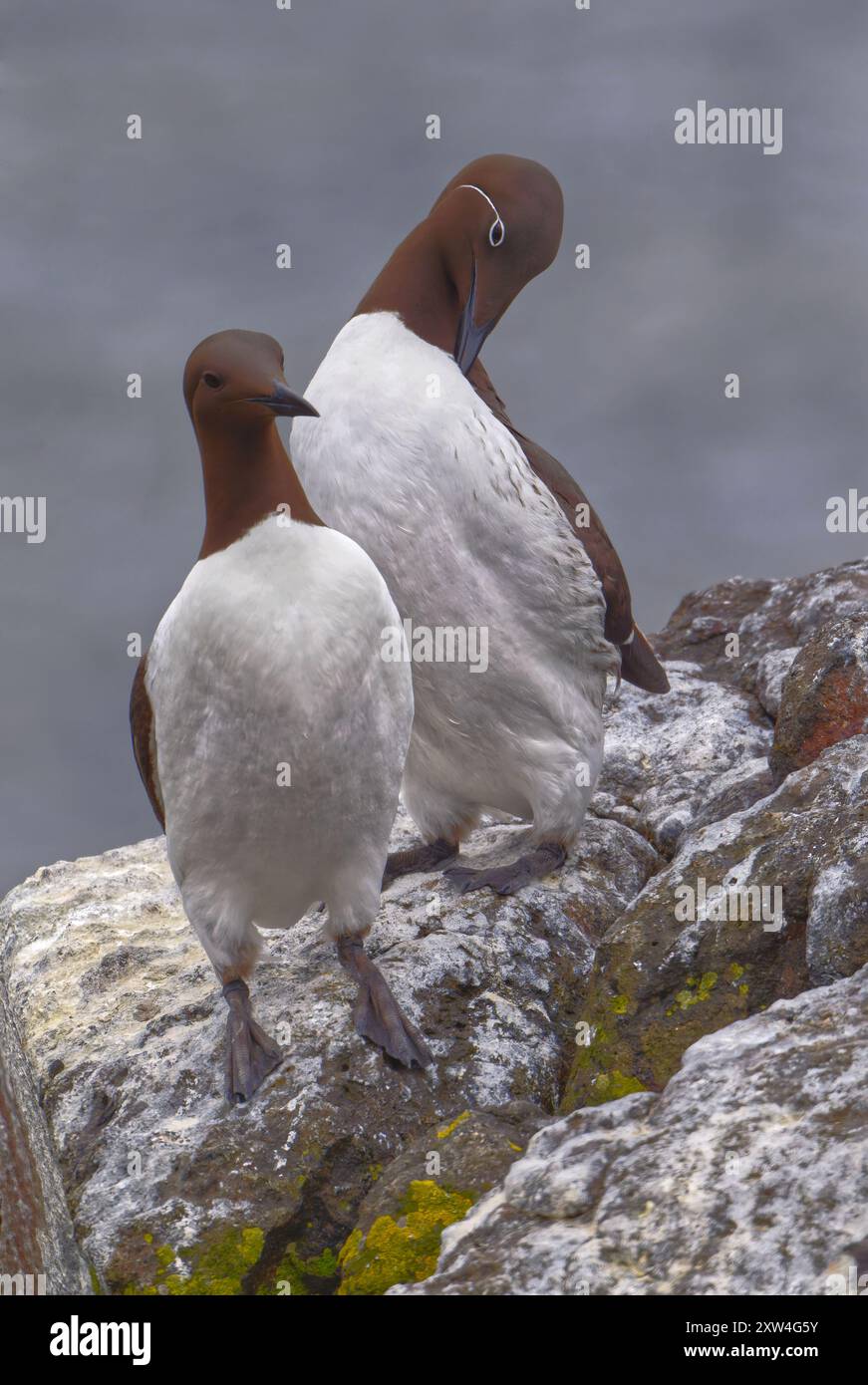 Guillemot in flight hi-res stock photography and images - Alamy