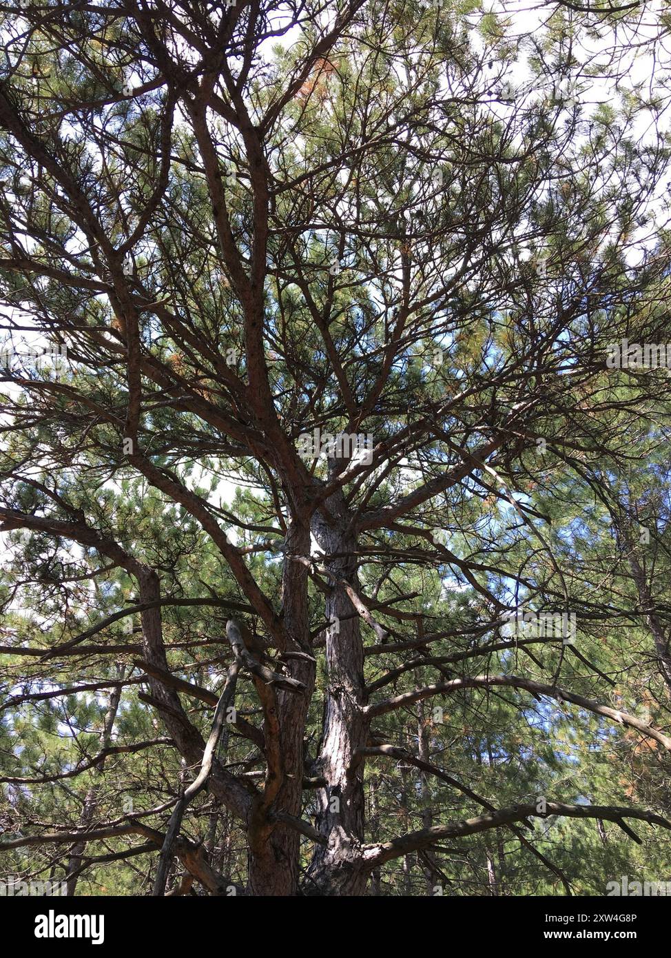 Pinus nigra crimean pine pallasiana hi-res stock photography and images ...