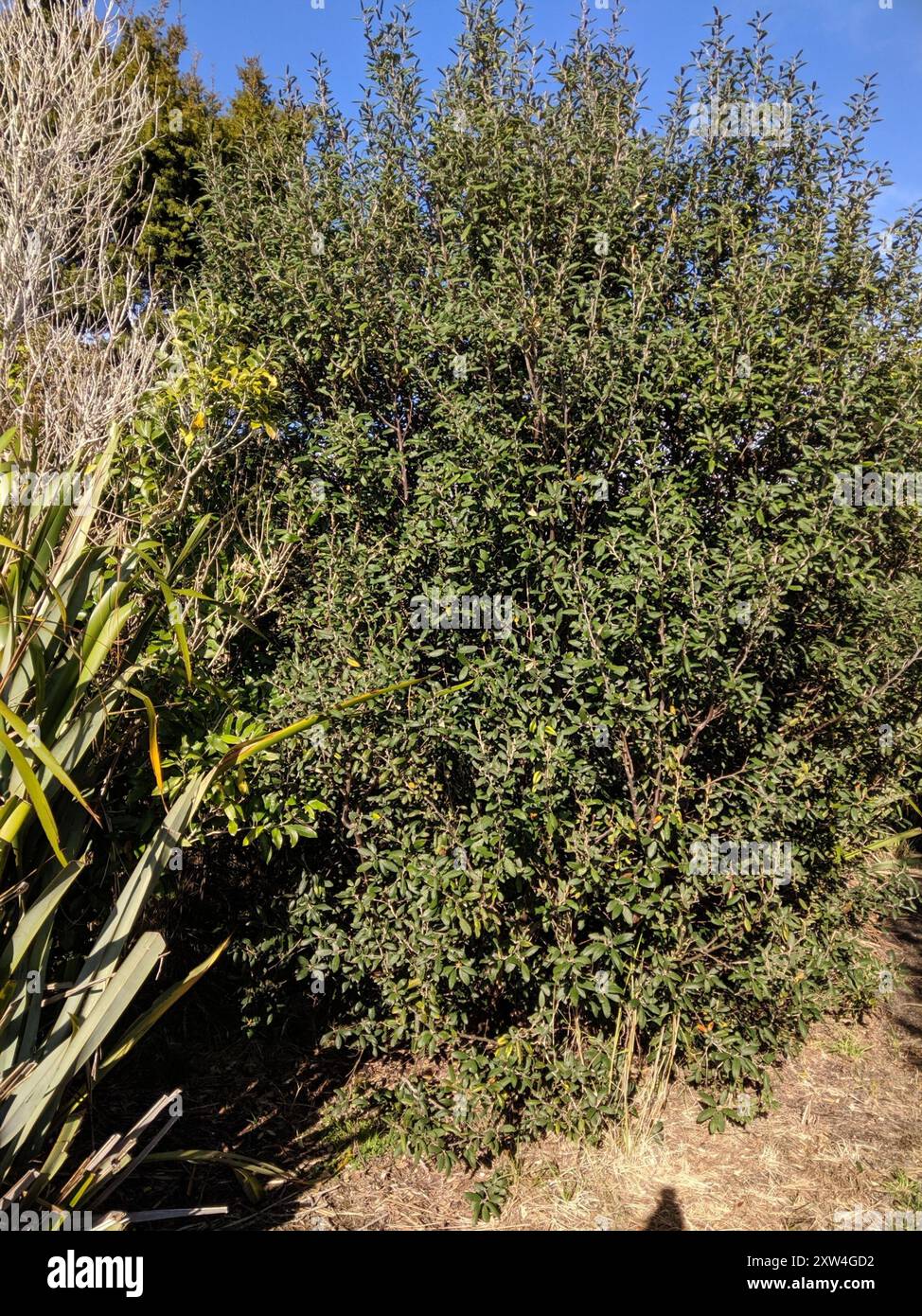 Tainui (Pomaderris apetala) Plantae Stock Photo - Alamy