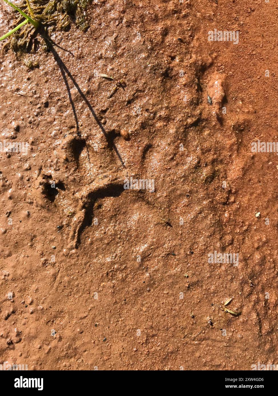 Carnivorans (Carnivora) Mammalia Stock Photo - Alamy