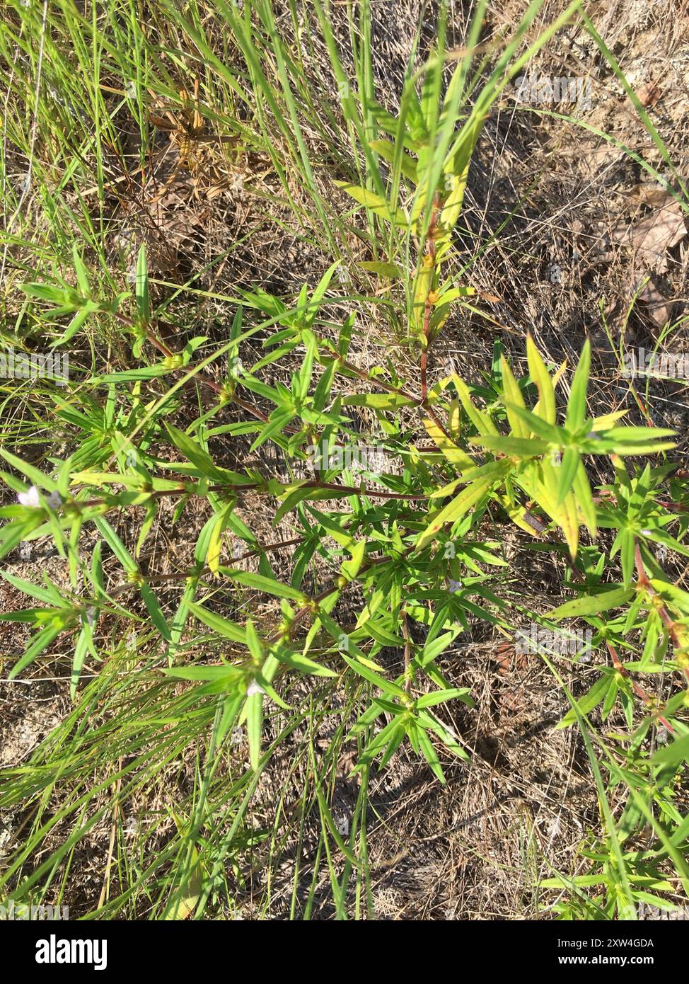 rough buttonweed (Hexasepalum teres) Plantae Stock Photo - Alamy