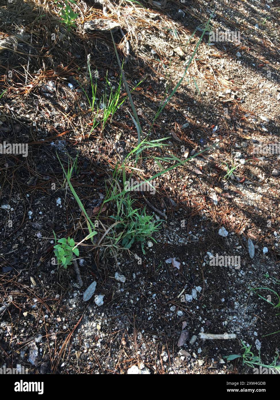 bromes (Bromus) Plantae Stock Photo - Alamy