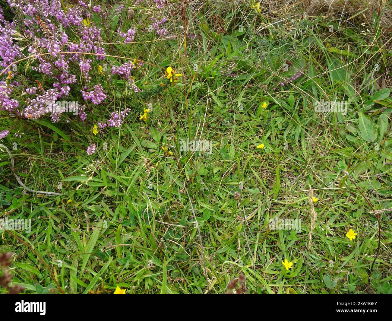 Sharp-flowered Rush (Juncus acutiflorus) Plantae Stock Photo - Alamy