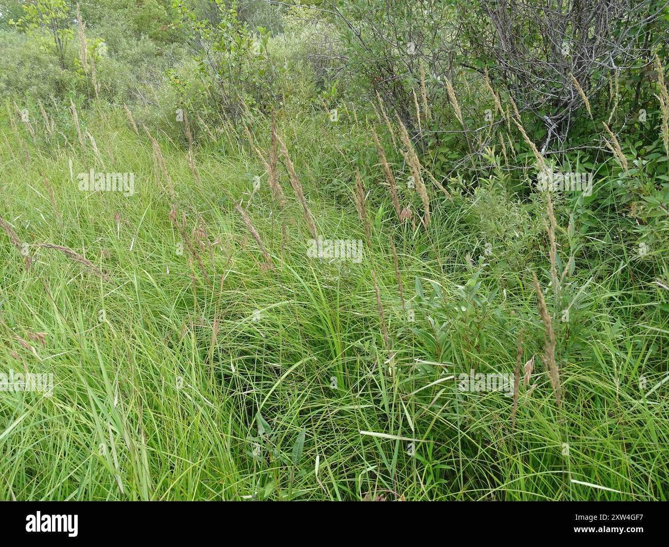 canadian bluejoint (Calamagrostis canadensis) Plantae Stock Photo - Alamy