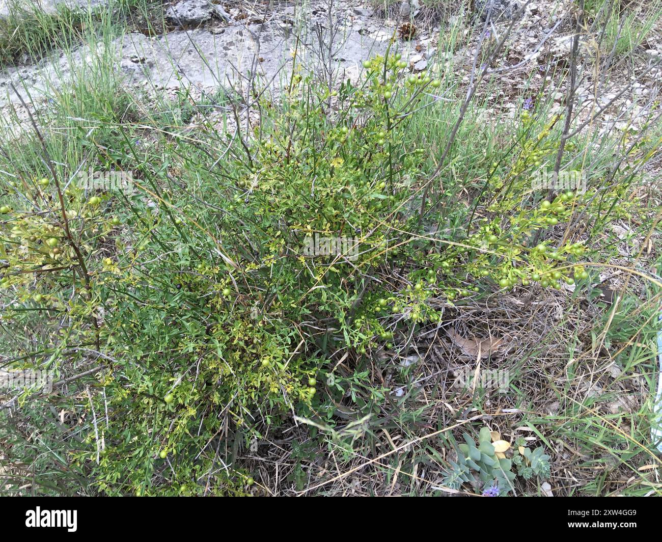 Wild Jasmine (Chrysojasminum fruticans) Plantae Stock Photo - Alamy