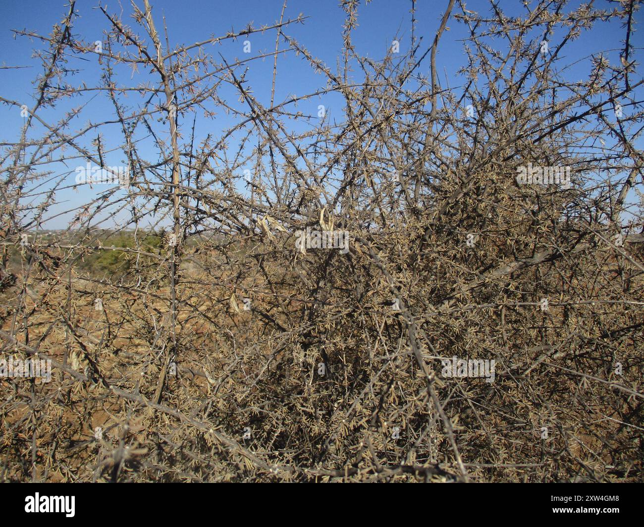 Kalahari Gold (Rhigozum brevispinosum) Plantae Stock Photo - Alamy