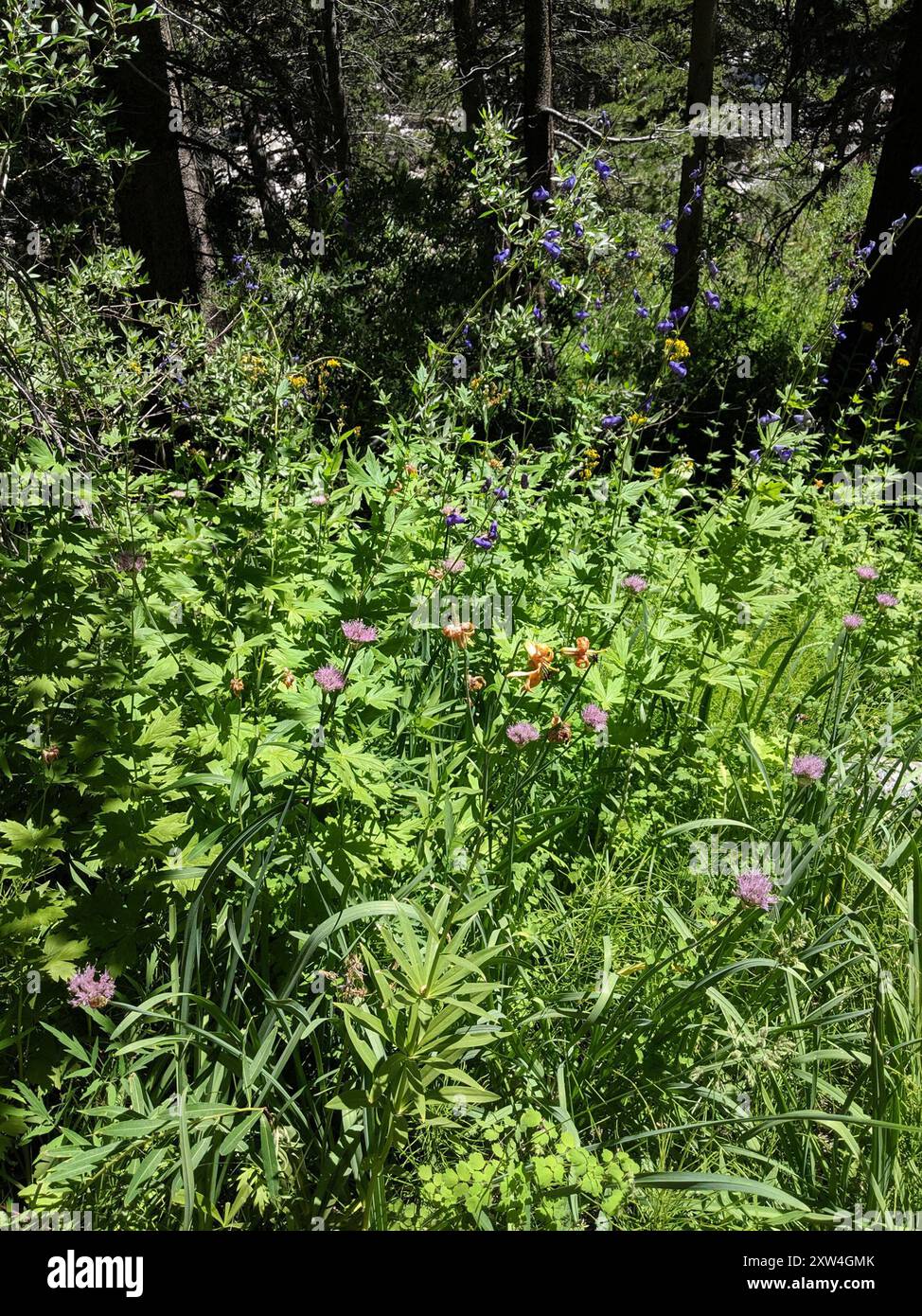 Swamp Onion (Allium validum) Plantae Stock Photo - Alamy