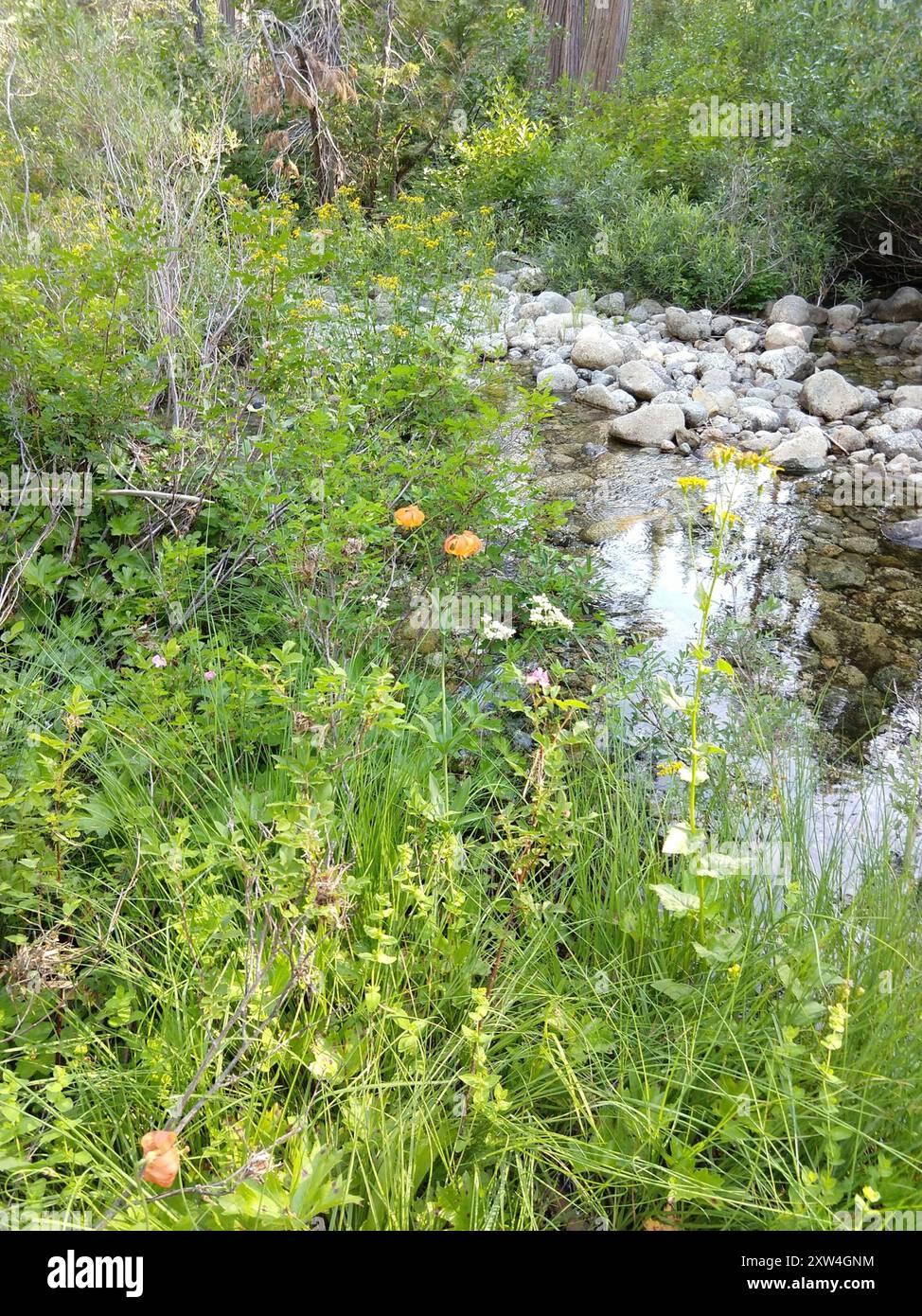shasta lily (Lilium pardalinum shastense) Plantae Stock Photo - Alamy