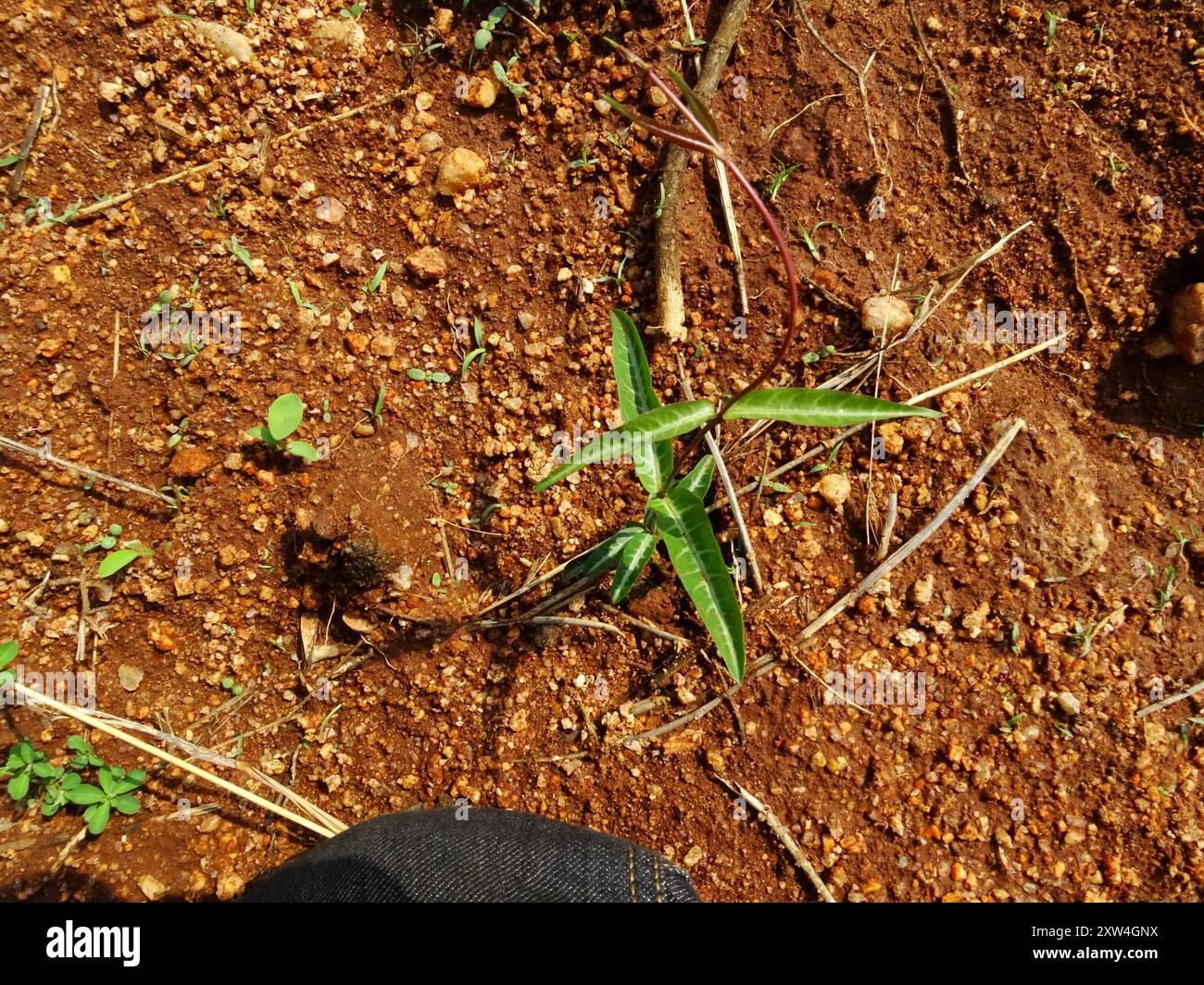 Indian Sarsaparilla (Hemidesmus indicus) Plantae Stock Photo - Alamy