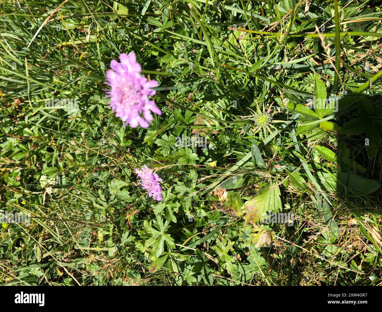 Shining Scabious (Scabiosa lucida) Plantae Stock Photo - Alamy