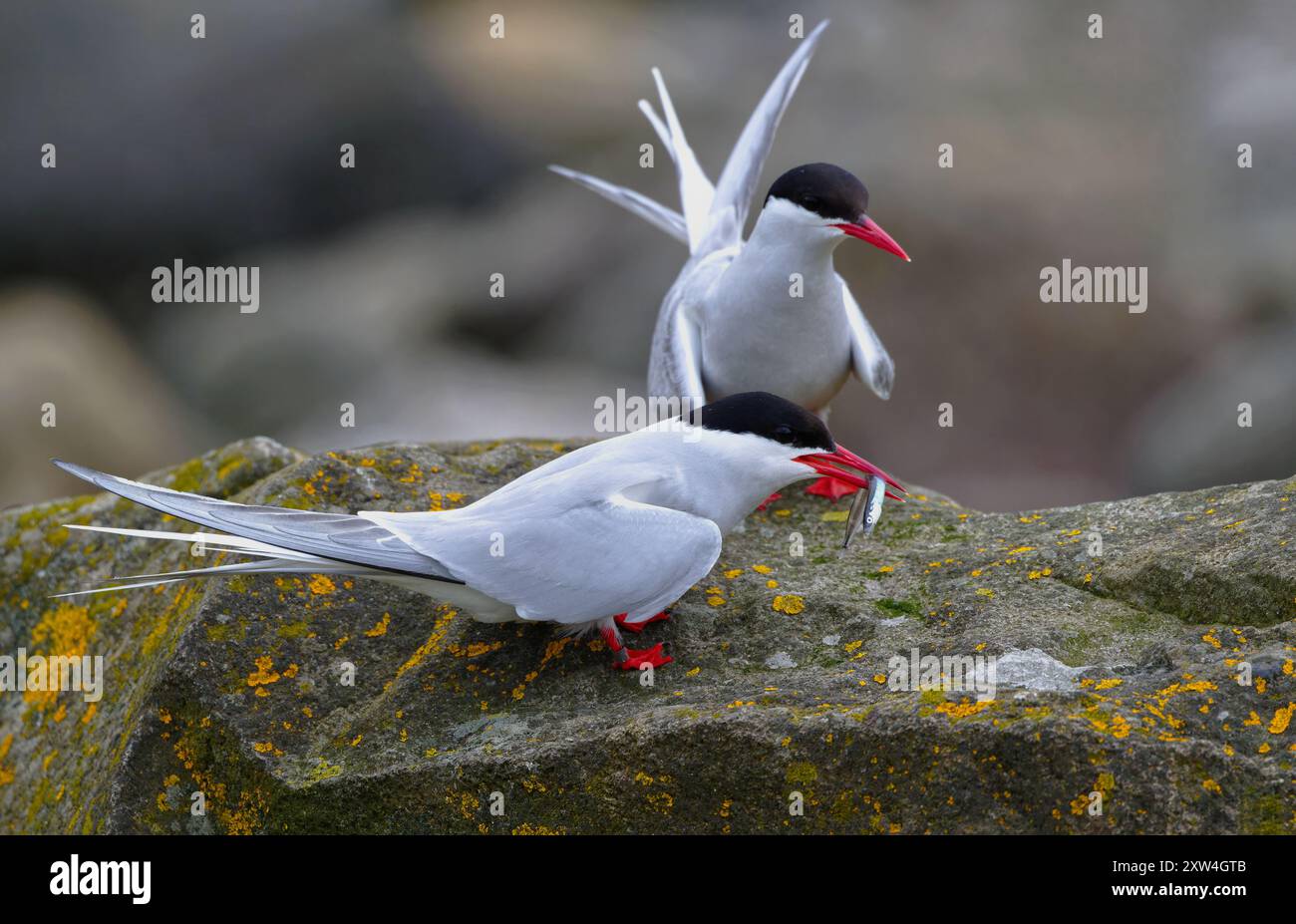 Landscape format of common tern in flight hi-res stock photography and ...