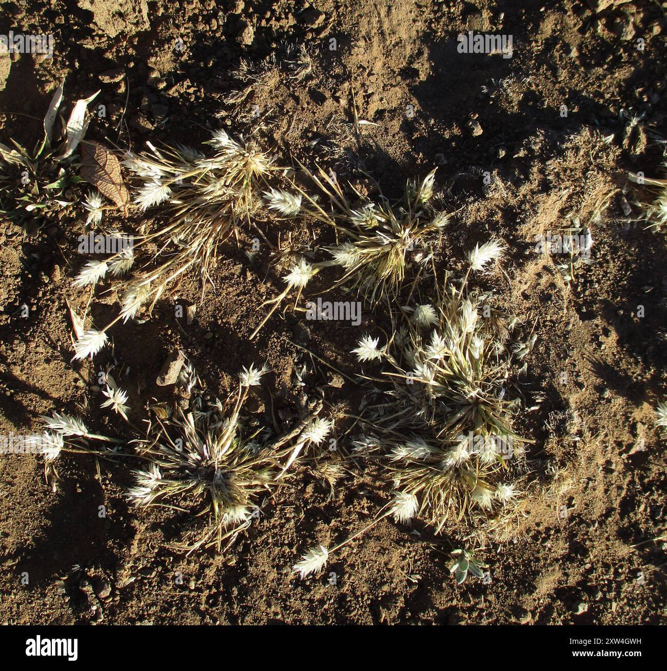 grasses (Poaceae) Plantae Stock Photo - Alamy