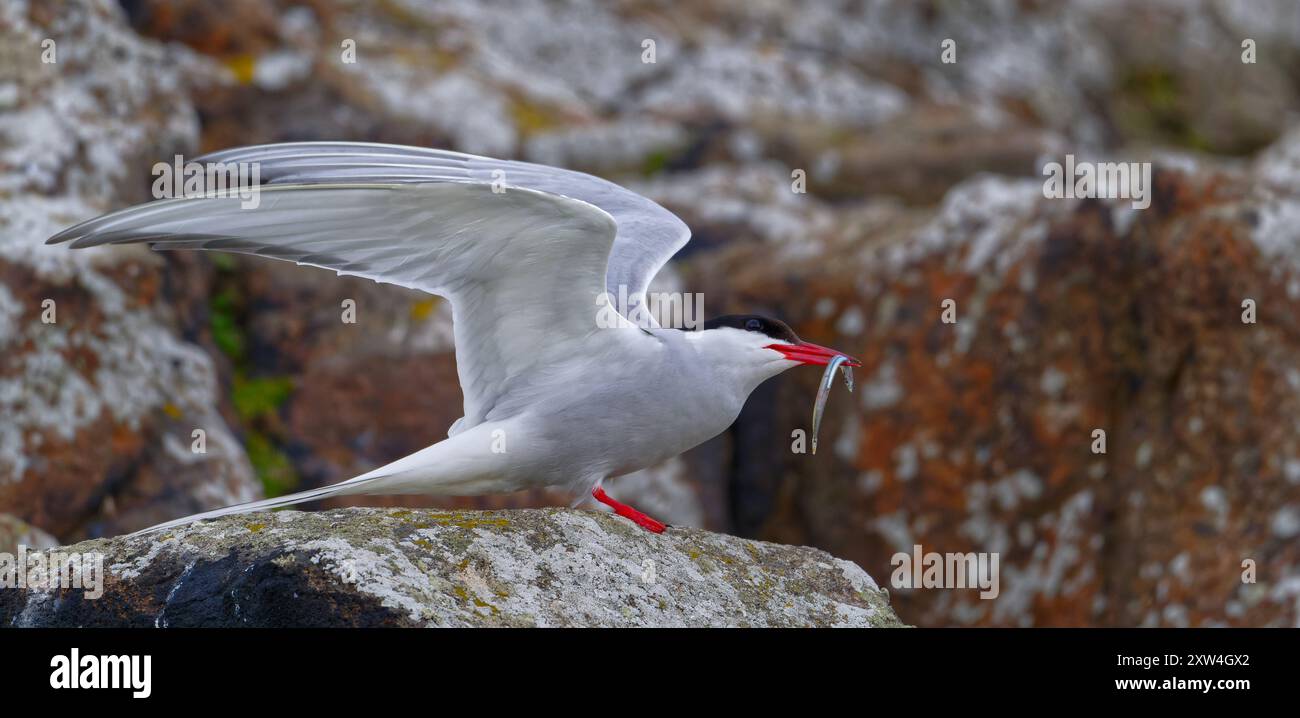 Long tailed tern hi-res stock photography and images - Alamy