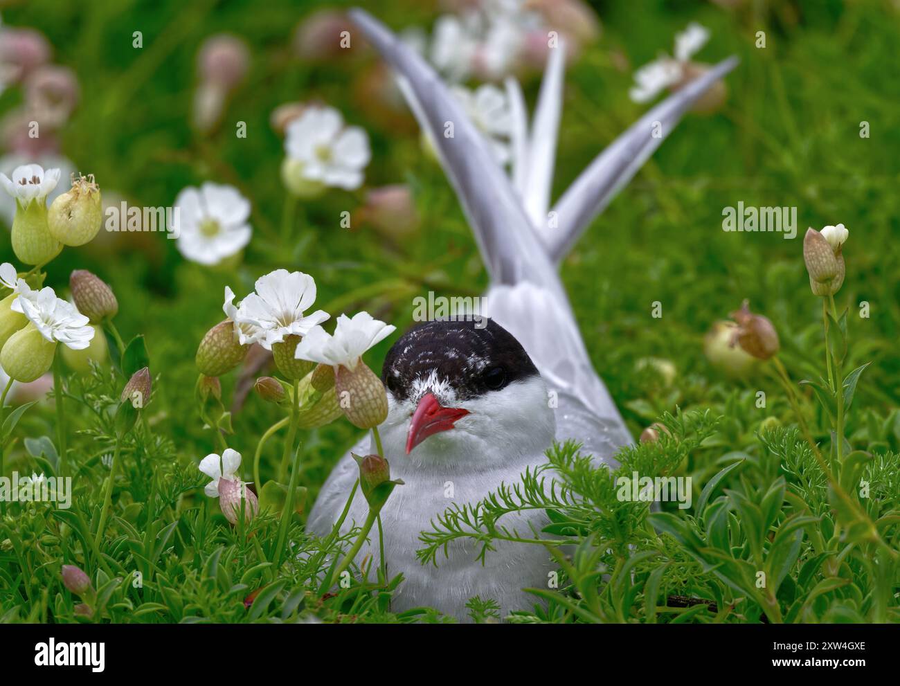 Male common tern with sand eel hi-res stock photography and images - Alamy