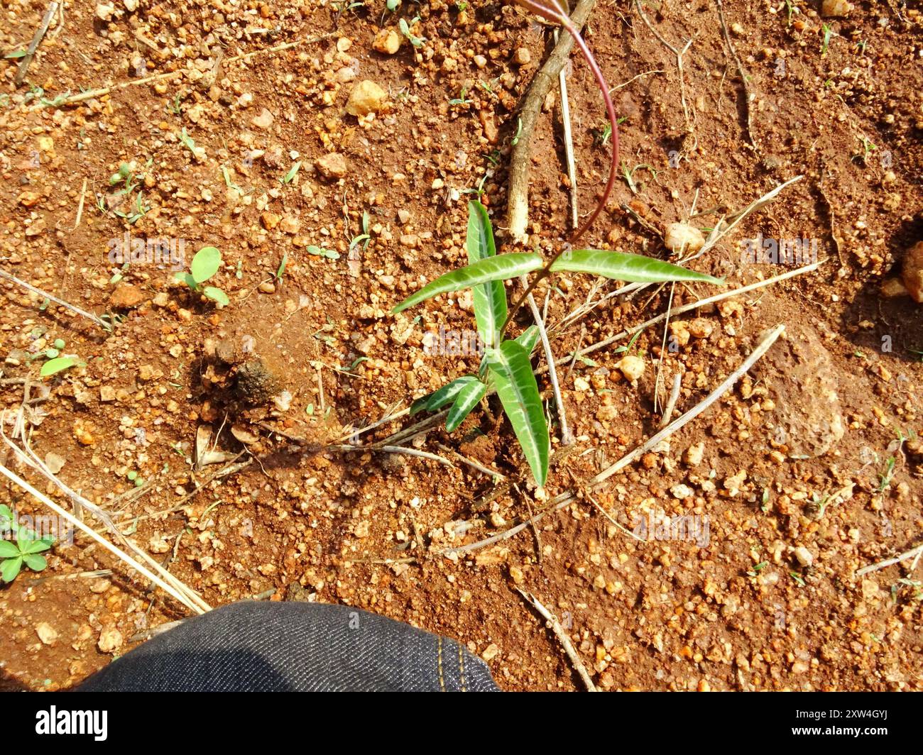 Indian Sarsaparilla (Hemidesmus indicus) Plantae Stock Photo - Alamy