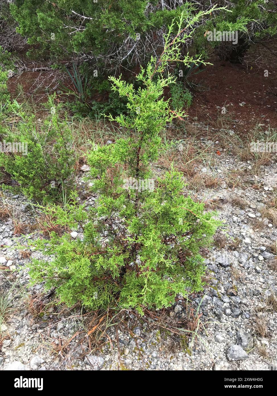 Ashe juniper (Juniperus ashei) Plantae Stock Photo - Alamy
