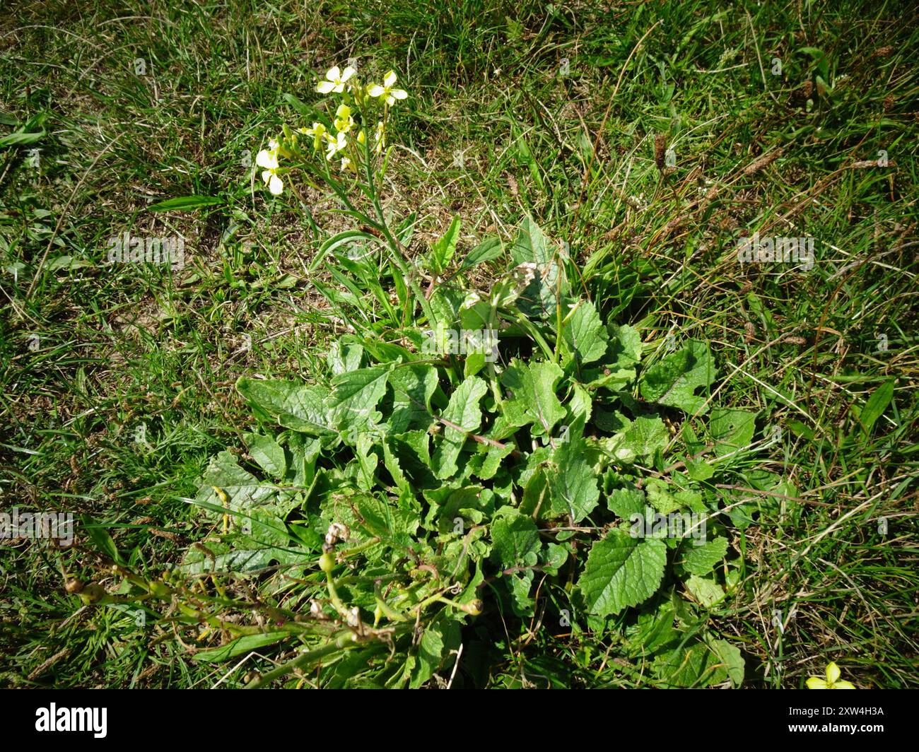 Mediterranean Radish (Raphanus raphanistrum landra) Plantae Stock Photo ...