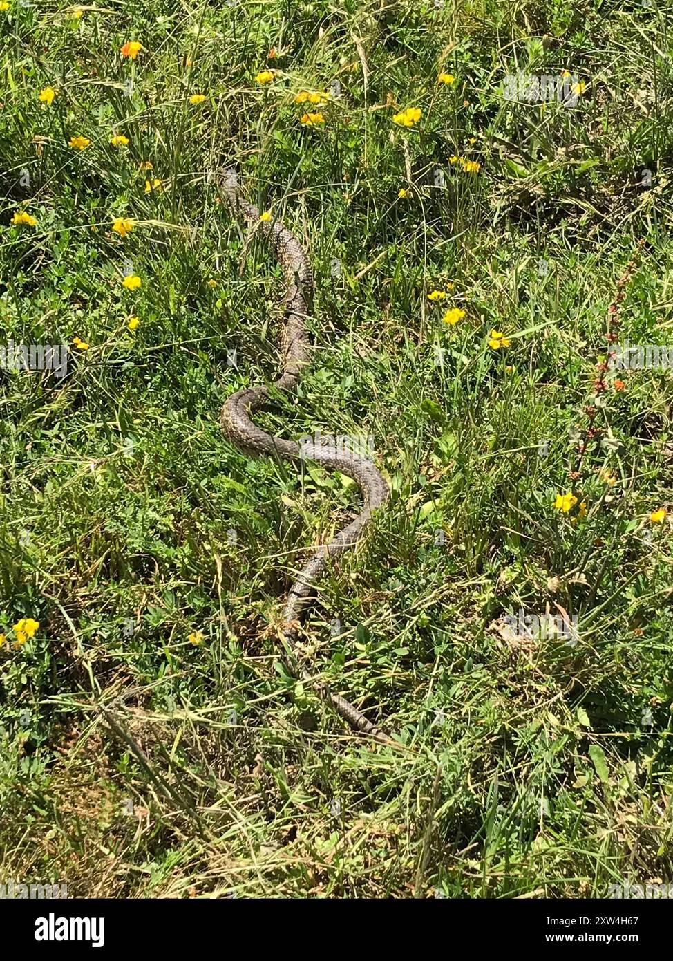 Pacific Gopher Snake (Pituophis catenifer catenifer) Reptilia Stock ...