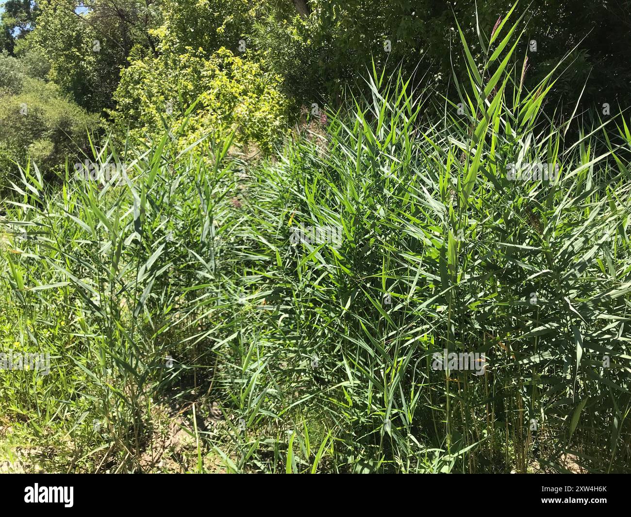 giant reed (Arundo donax) Plantae Stock Photo - Alamy